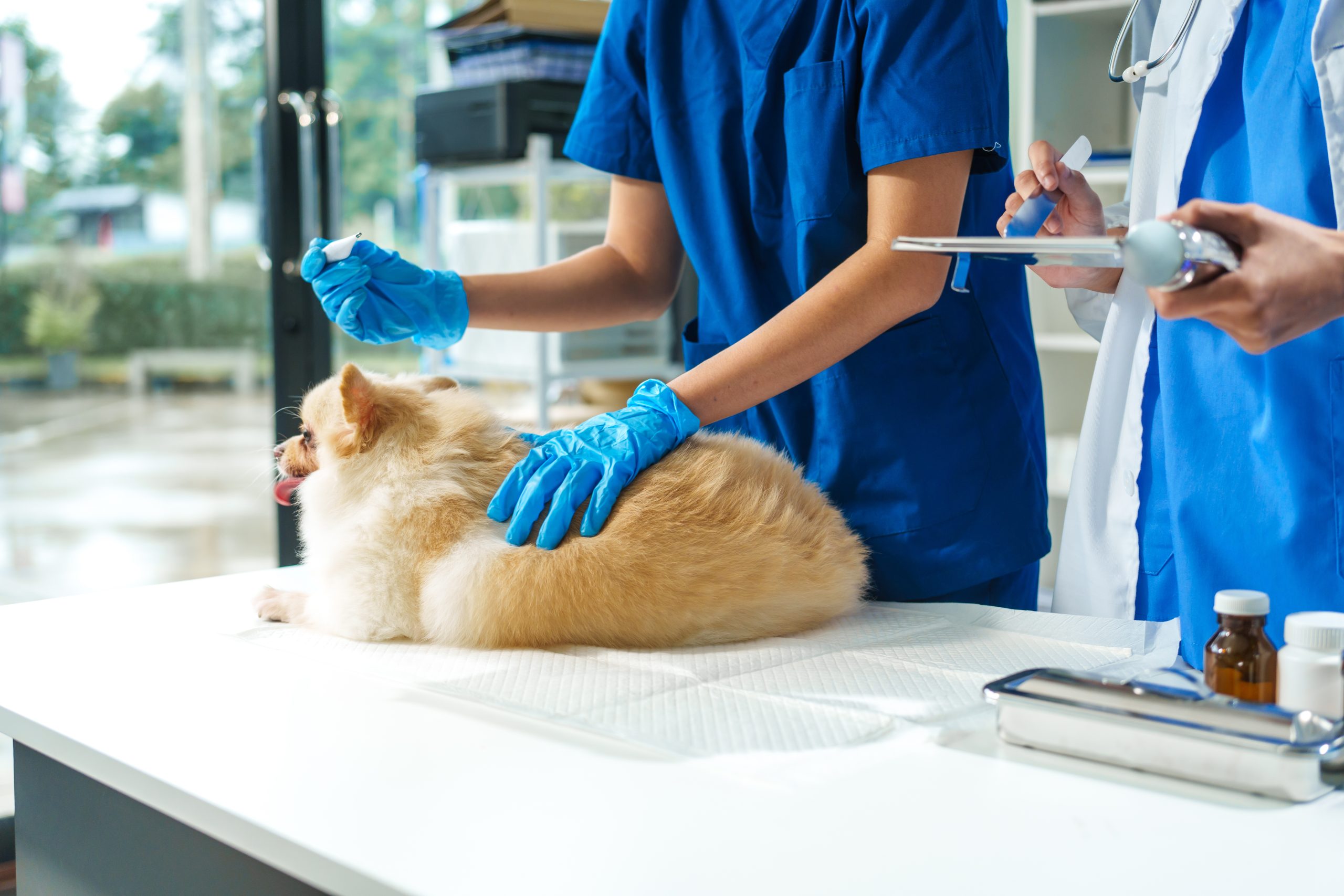 How Do Emergency Vets Diagnose Internal Injuries?